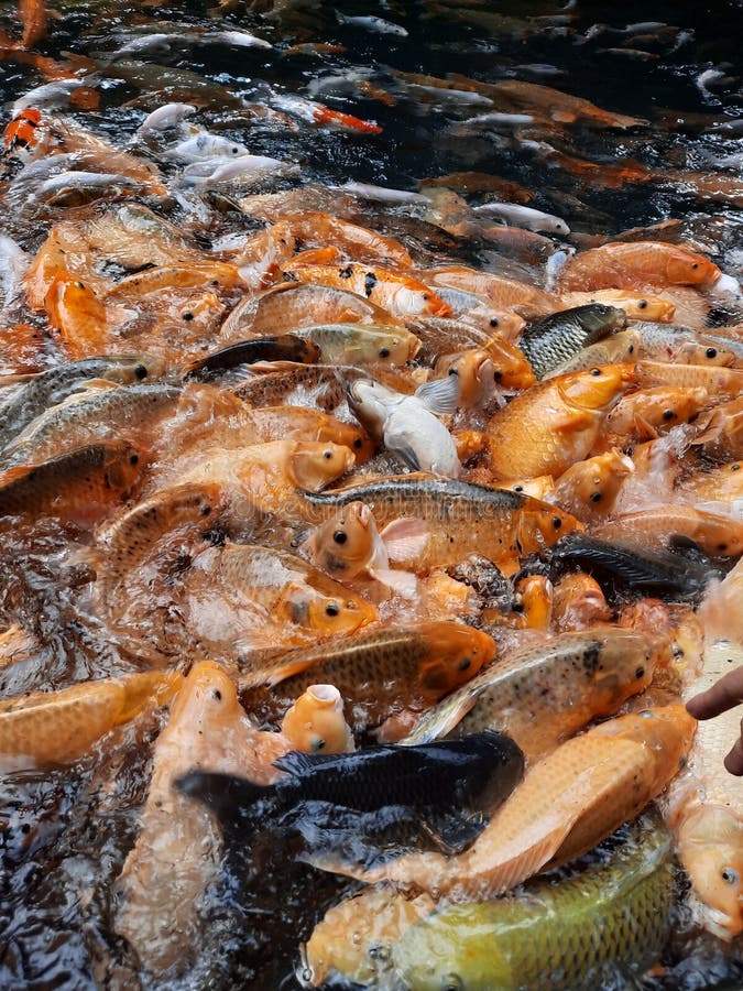 Koi fish stock image. Image of autumn, cuisine, rock - 263697669