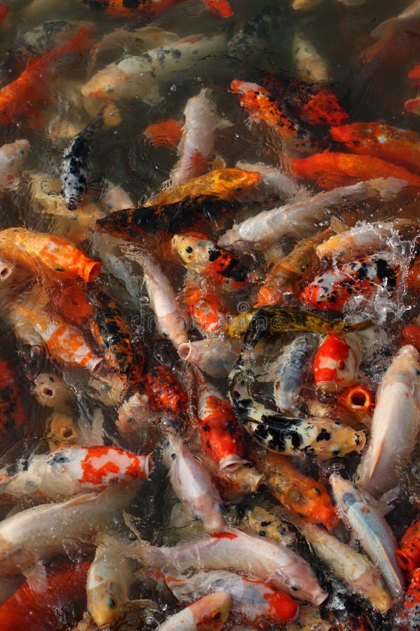 Koi Fish that Gather To Get Food Stock Image - Image of gather, colour ...