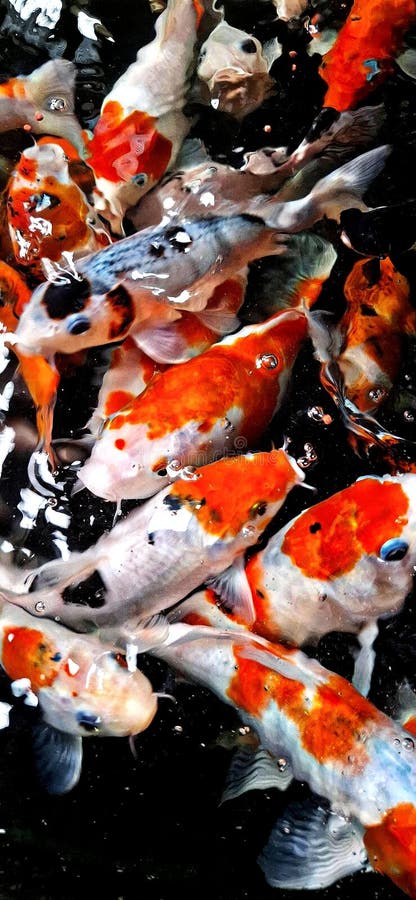Koi Fish are Fighting for Food Stock Photo - Image of fish, japan ...