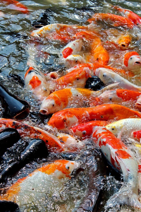Koi fish editorial stock image. Image of fish, fighting - 60232509