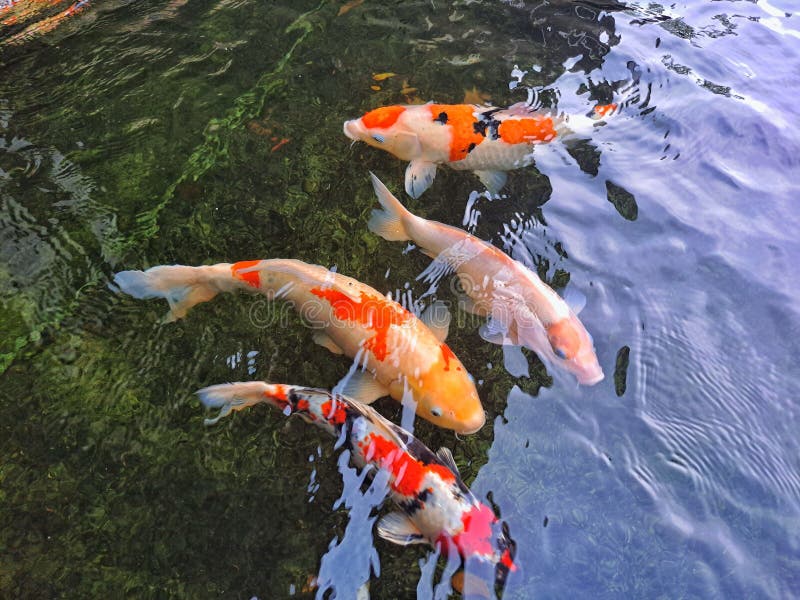 Koi fish in the fish pond stock image. Image of recreation - 376509853