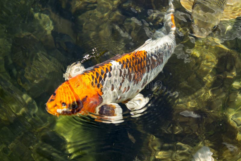 Koi Fish Float in an Artificial Pond, View from Above Stock Image ...