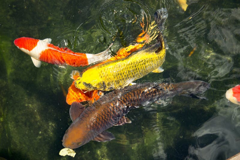 Koi Fish Float in an Artificial Pond, View from Above Stock Image ...