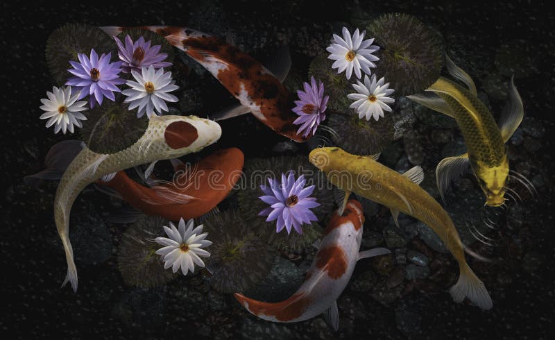 Koi Fish and Lotus Flowers and Stock Photo - Image of garden, happy ...