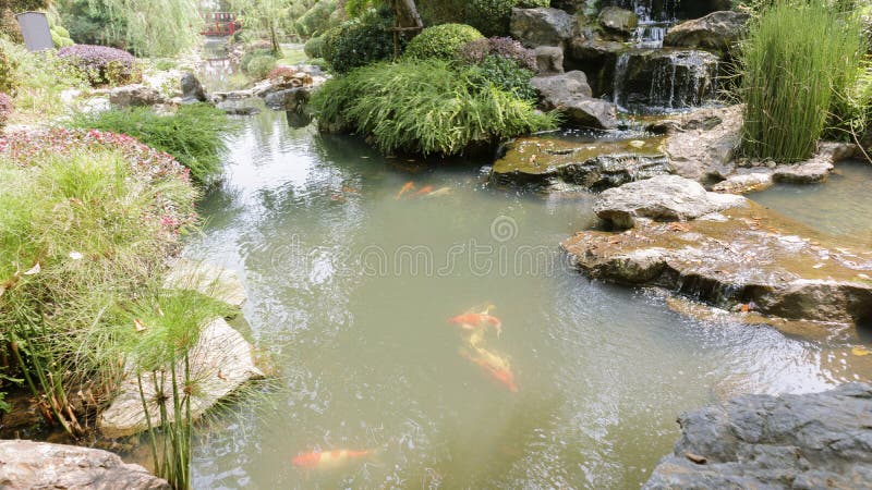 Koi Fish in the Garden Pond Stock Photo - Image of life, landscaping ...
