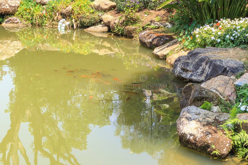 Fish in Garden Pond Decorative Landscape Design Stock Image - Image of ...