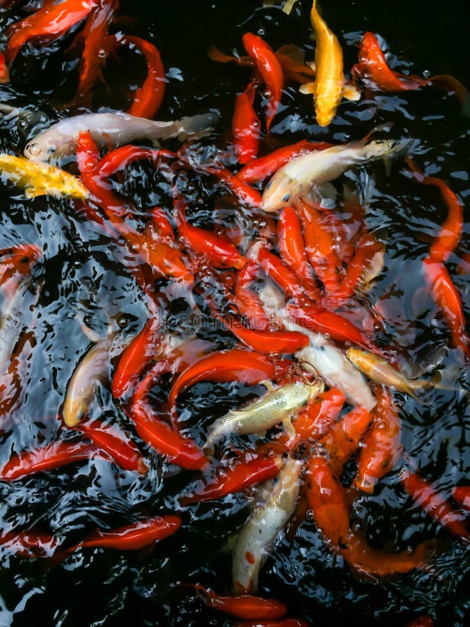 124 Fat Koi Fish Stock Photos - Free & Royalty-Free Stock Photos from ...