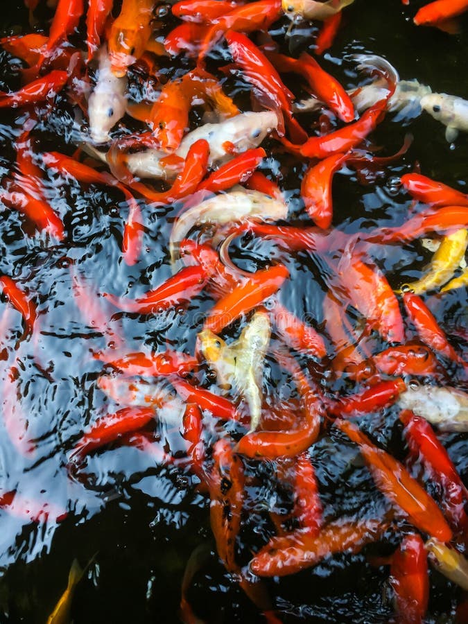 Koi Fish Gather in the Pool from Top Angle Stock Photo - Image of ...