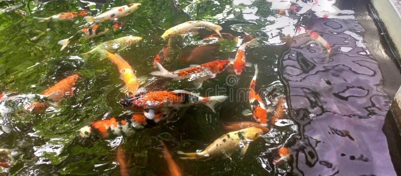 Koi Fish that Gather To Get Food Stock Image - Image of gather, colour ...