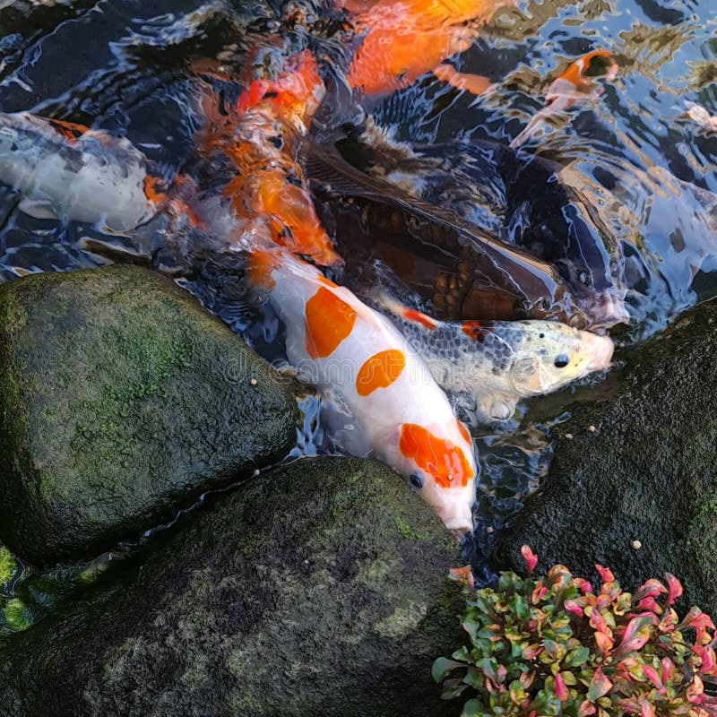 Koi fish getting food stock photo. Image of leaf, flower - 262731848