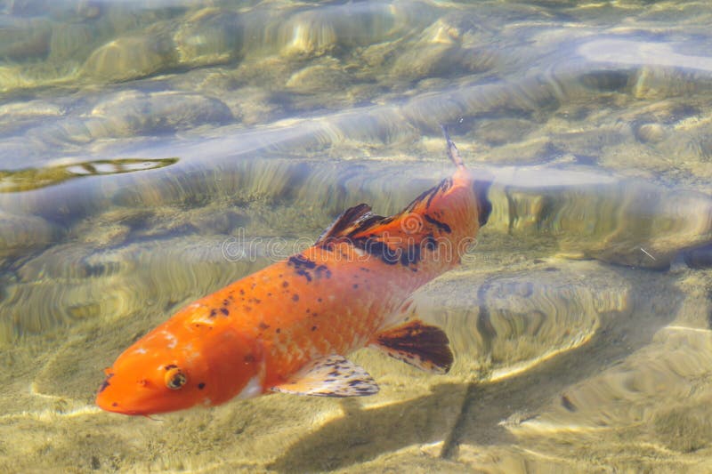 Koi fish going solo stock image. Image of fish, lake - 203344369