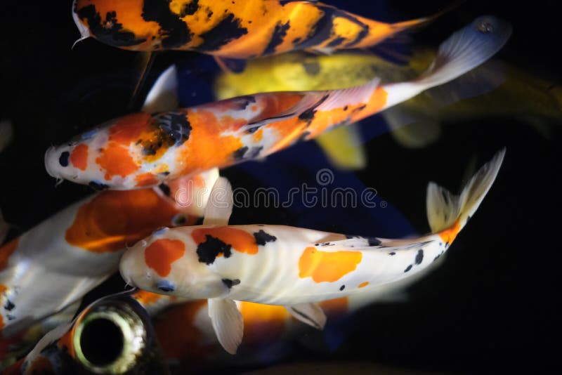 Koi Fish that Have Beautiful Colors Stock Image - Image of fish, colors ...