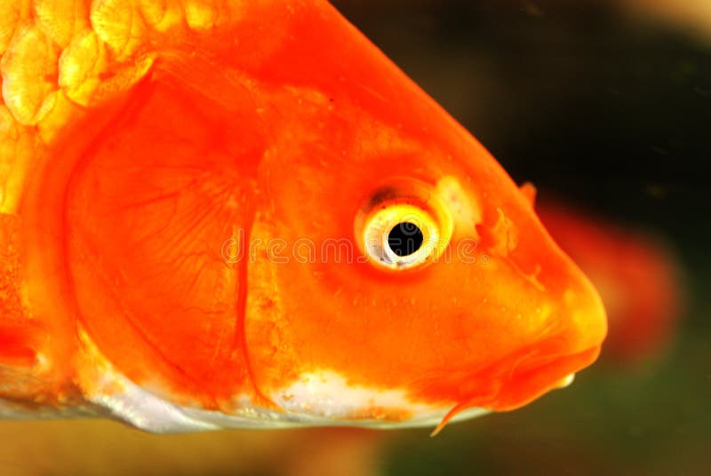 Koi fish head stock photo. Image of peace, ornamental - 4542702