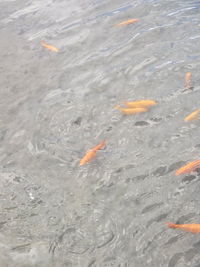 Koi fish hot springs stock image. Image of rock, sand - 196799711