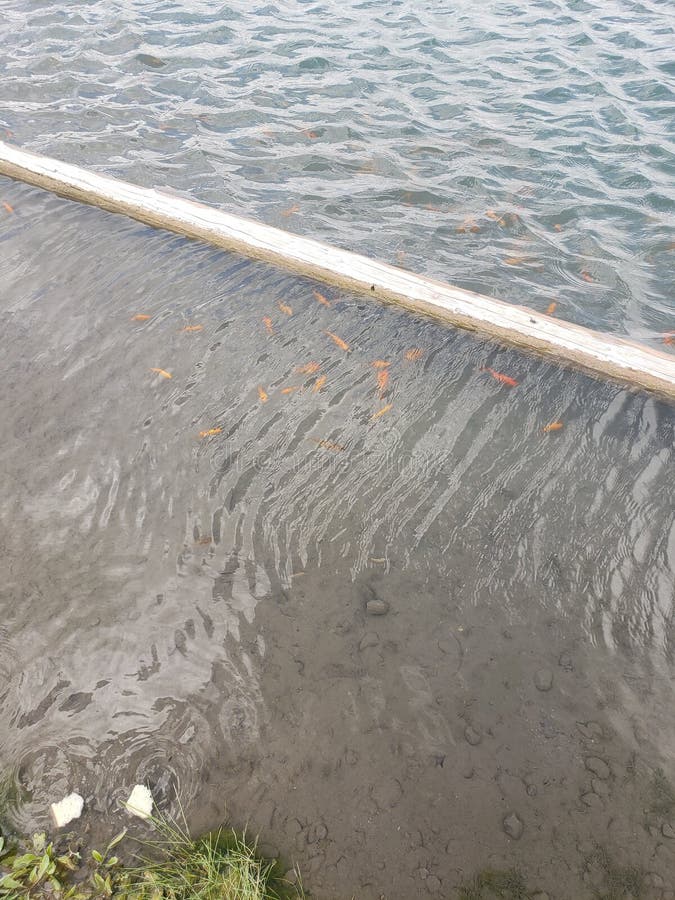 Koi fish hot springs stock image. Image of roof, tile - 196799713