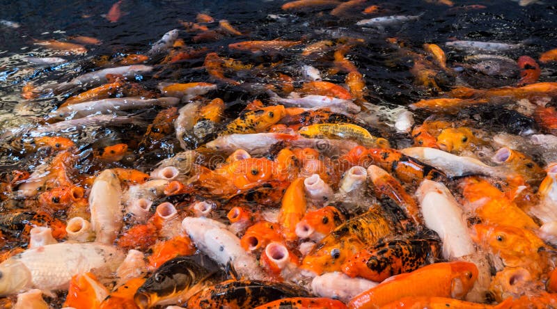 Koi Fish japan stock image. Image of asia, marine, lake - 54524717