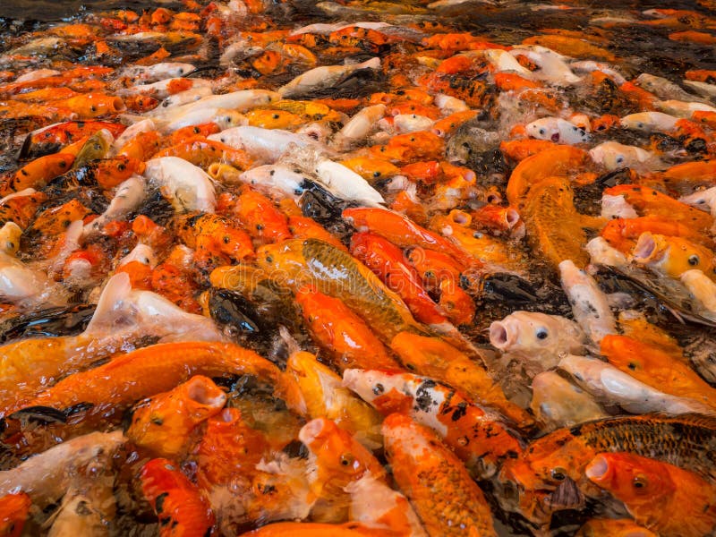 3,422 Exotic Fish Japan Koi Stock Photos - Free & Royalty-Free Stock ...