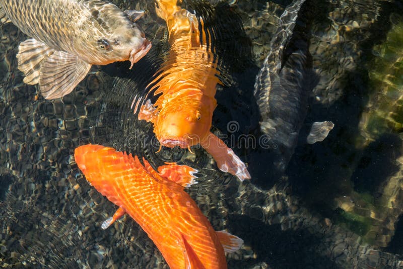 Koi Fish stock image. Image of small, japanese, pond - 67185231