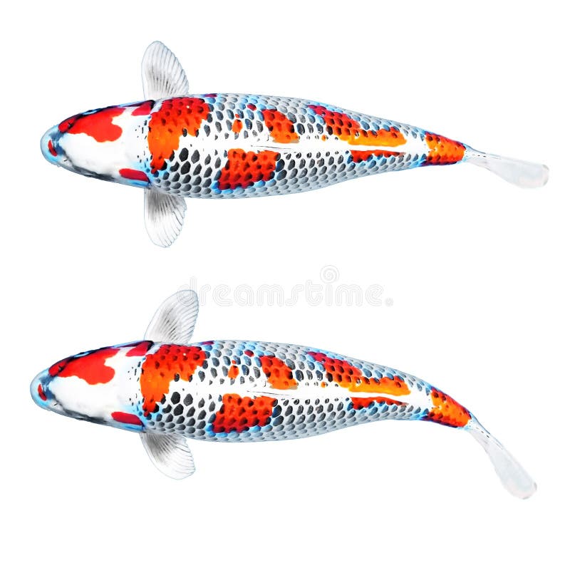 Koi Fish Japanese Lucky Sign Stock Illustration - Illustration of brush ...