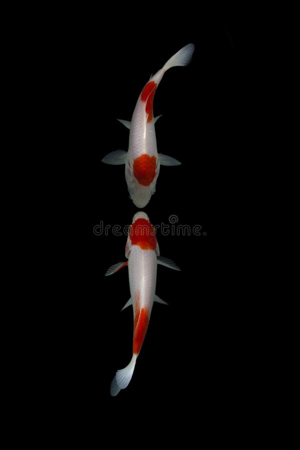 Koi Fish Kohaku Black Background Stock Image - Image of goldfish, green ...