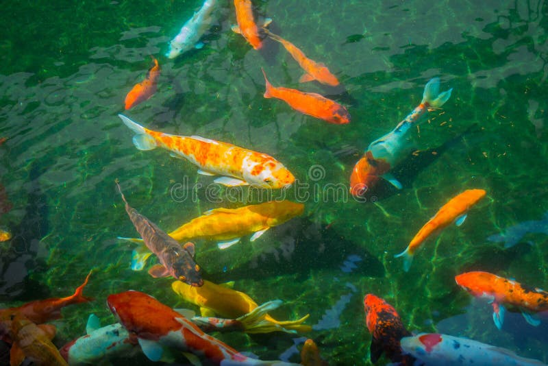 Koi fish stock image. Image of closeup, colorful, water - 125436945