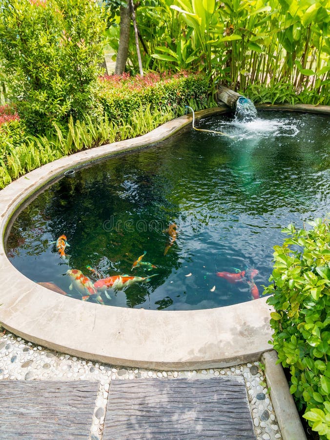 Koi Fish in Koi Pond in the Garden Stock Photo - Image of relaxation ...