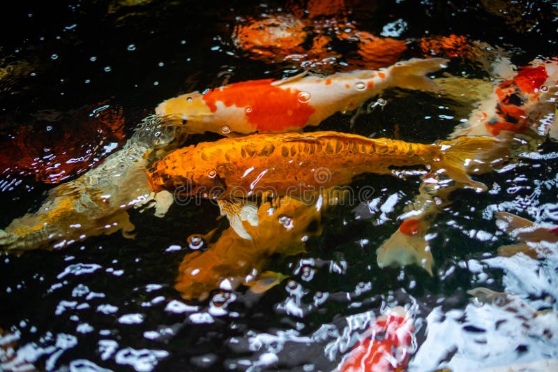 Koi Fish a Large School of Koi Fish Cluster Together Stock Image ...