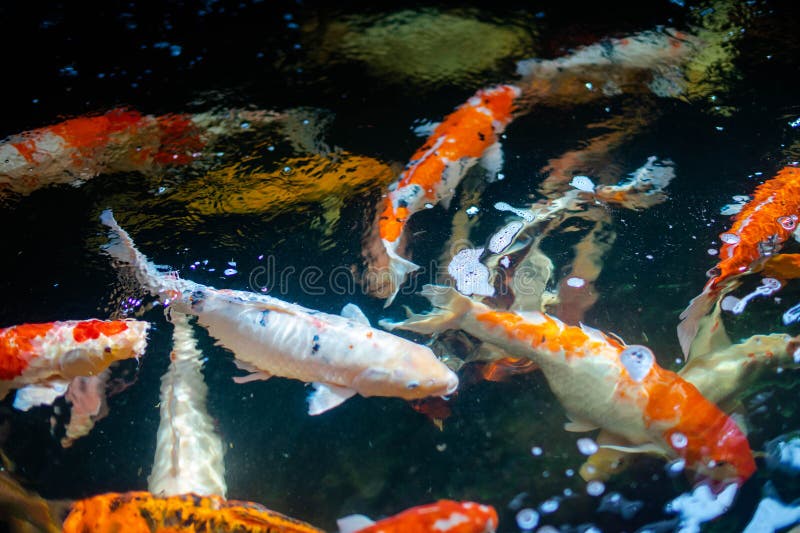 Koi Fish a Large School of Koi Fish Cluster Together Stock Photo ...