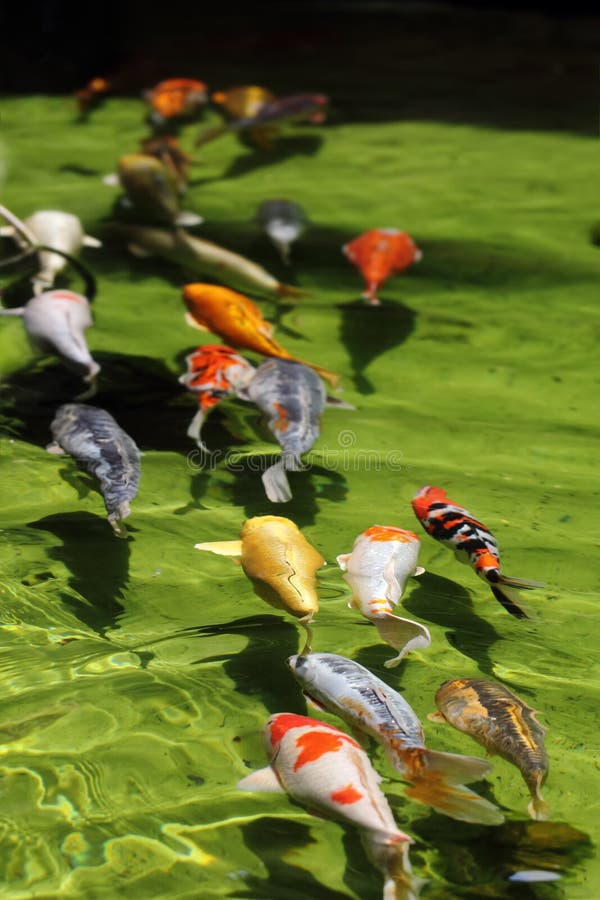 Koi fish line (Carp) stock image. Image of fauna, animal - 34468313
