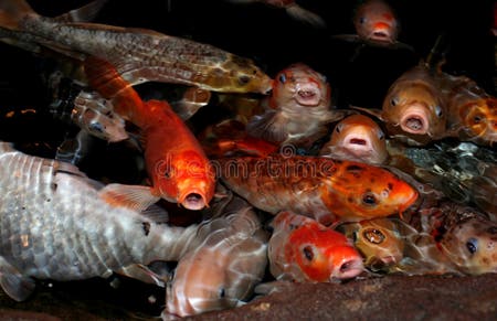 Koi fish lips stock photo. Image of group, swimming, lips - 5608684