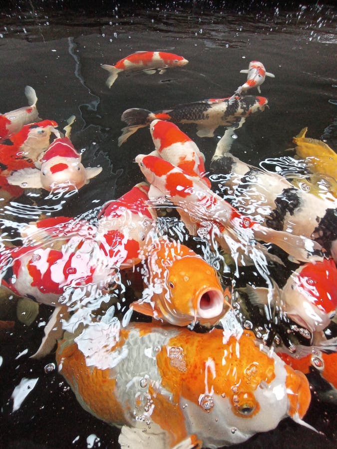 Koi Fish Living in Water with Colourfull Body Stock Image - Image of ...