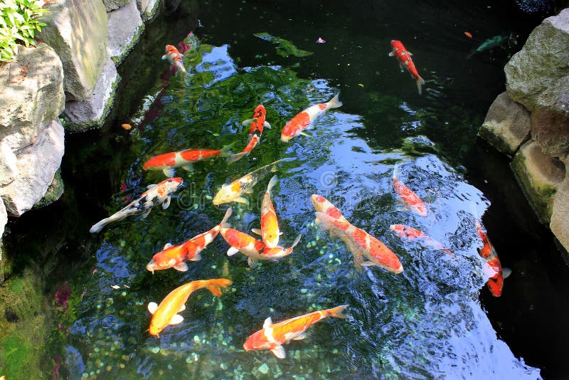 Koi fish stock image. Image of traditional, white, china - 85315153