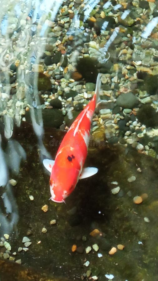 Koi fish is mine stock image. Image of reef, invertebrate - 215501109