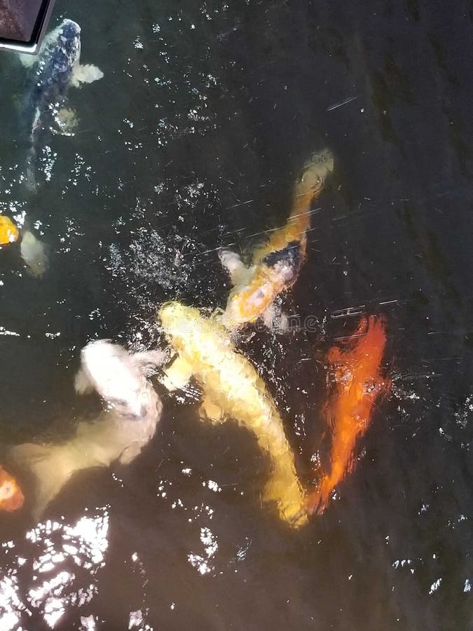 Koi Fish at Mini Golf Course Stock Photo - Image of fish, swimming ...