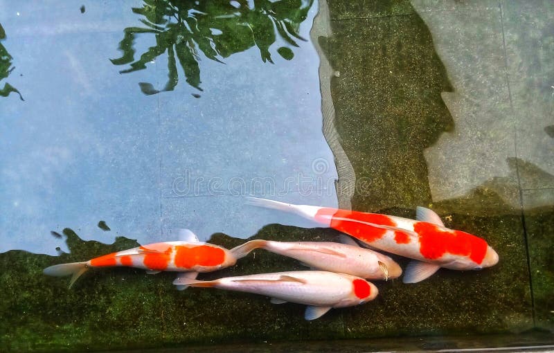 Koi Fish the Most Beautiful Ornamental Fish Stock Photo - Image of ...