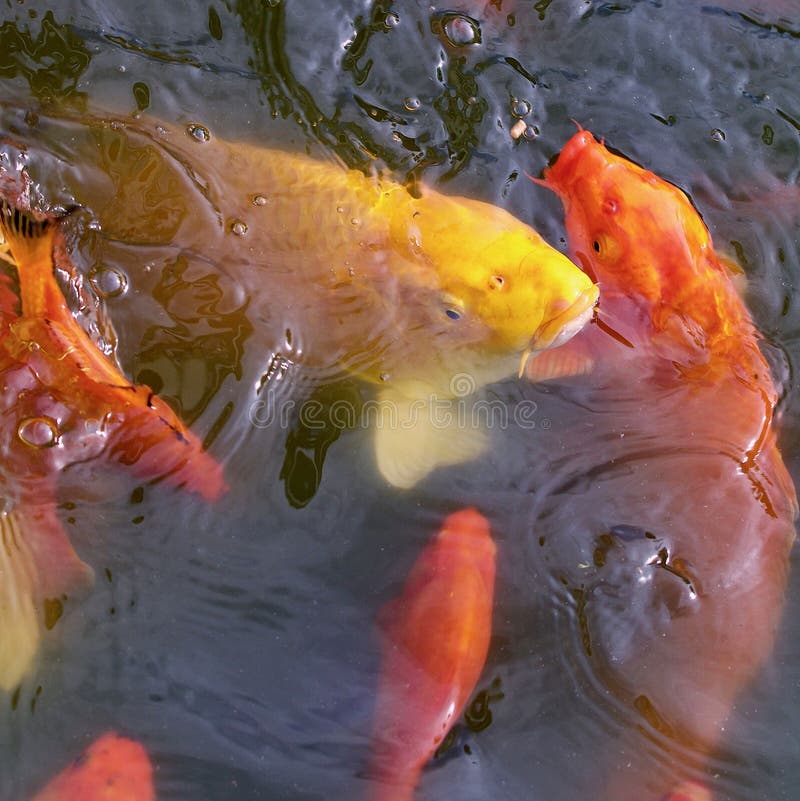 Koi fish stock photo. Image of aquarium, colors, fishes - 98272196