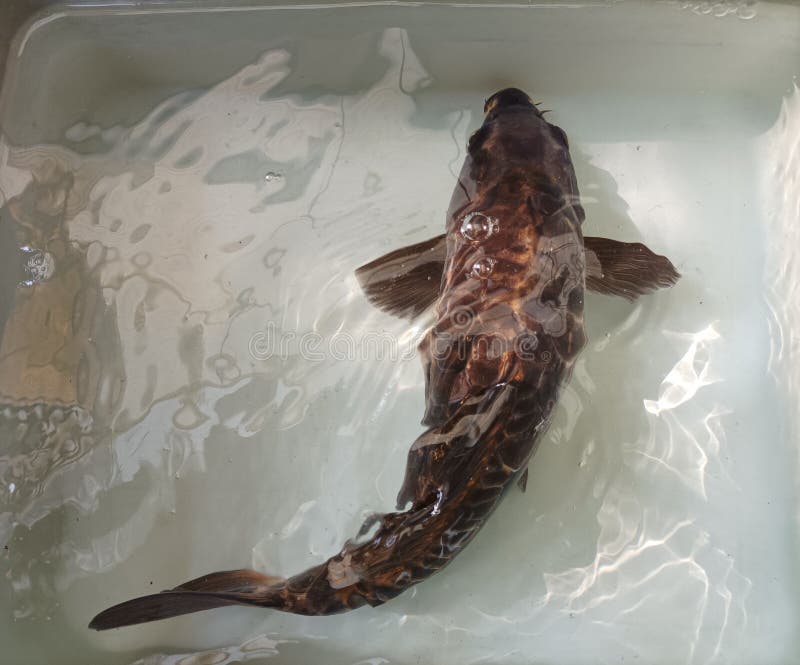 Koi Fish, the Koi Fish in the Photo is the Chagoi Doitsu Koi Fish Stock ...