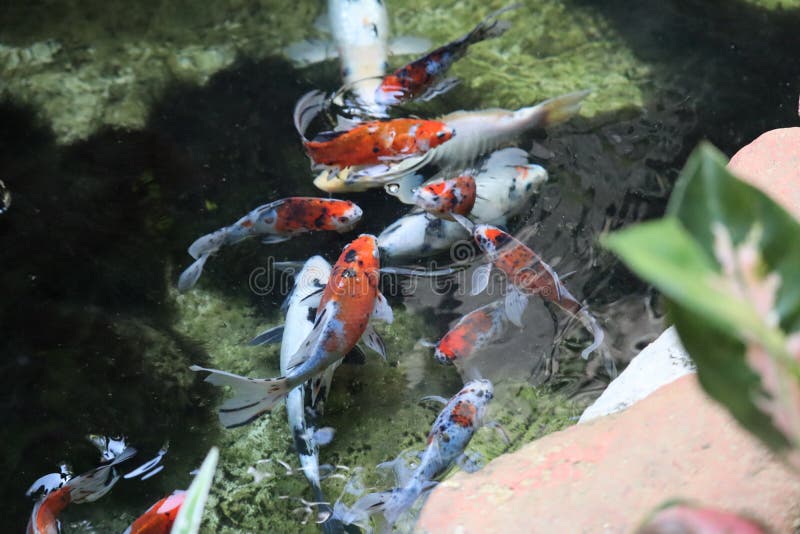 Koi Fish stock image. Image of organism, playing, wildlife - 245357495