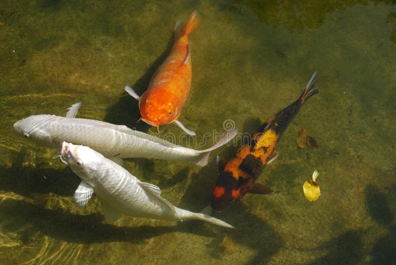Koi Fish In Pond Picture. Image: 8448056