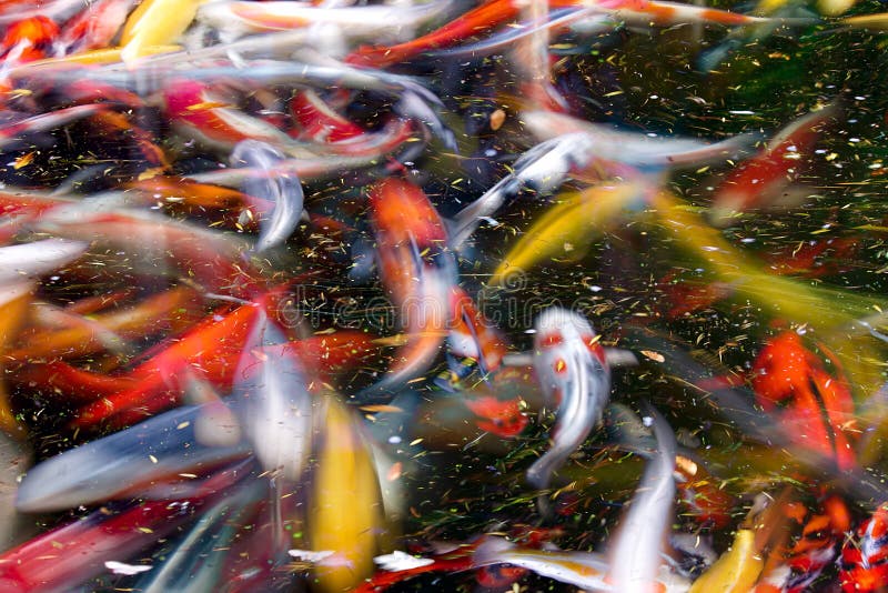 Koi Fish Pond Abstract stock photo. Image of portland - 69919762