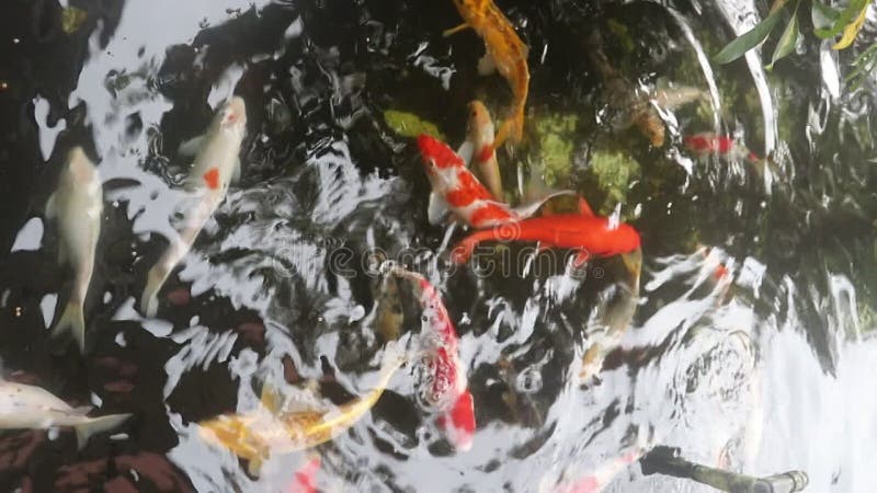 Koi Fish in a Pond with Beautiful Colors Stock Footage - Video of pond ...