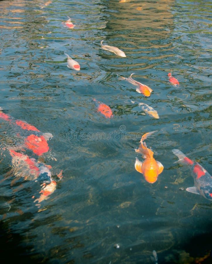 KOI fish in the pond stock image. Image of natural, animal - 38662619