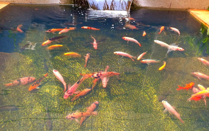 Koi Fish in the Pond in Front of the House Stock Photo - Image of house ...