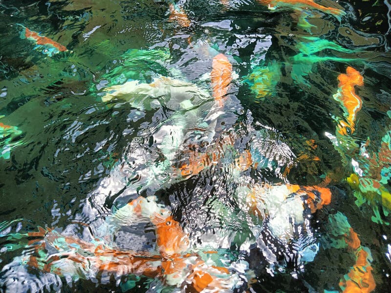 Koi fish in the pond stock photo. Image of river, reef - 259086476