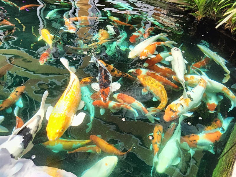 Koi fish in the pond stock image. Image of coral, animal - 259086495