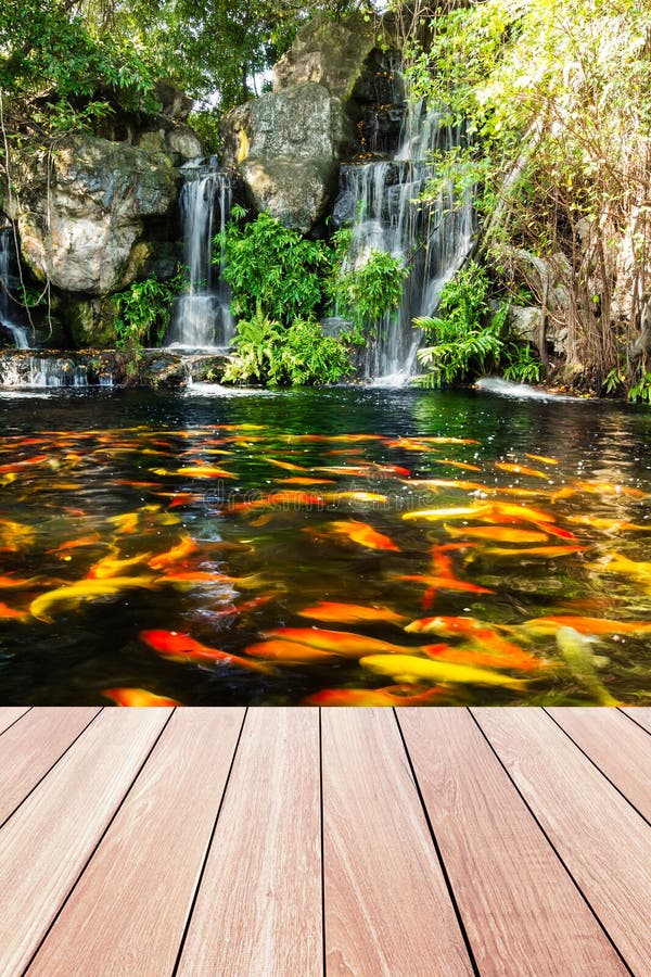 Japanese Garden Koi Pond With Waterfall Stock Image - Image of ...
