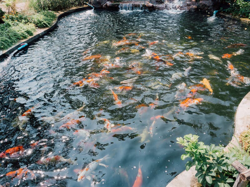 Koi fish in the pond stock photo. Image of ponds, green - 103976546