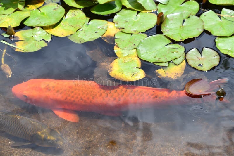 Koi Fish in a Pond stock photo. Image of feed, huge - 265973780