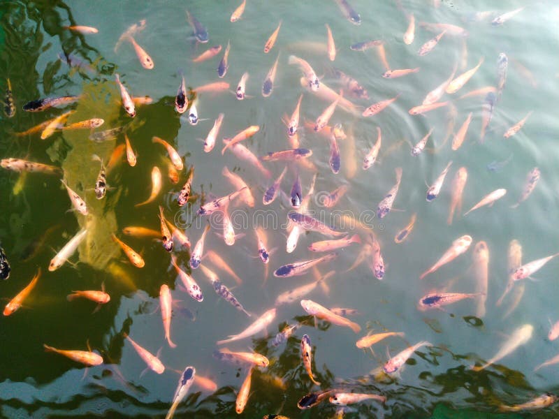 Koi Fish Pond with Manny Little Koi Crab Stock Image - Image of pond ...