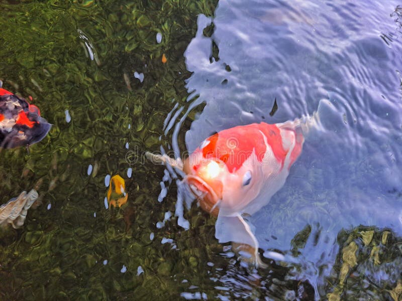 Koi fish in the fish pond stock photo. Image of pond - 376509822